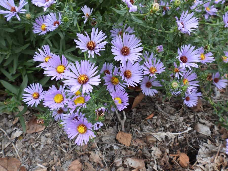 Aromatic Aster Msd